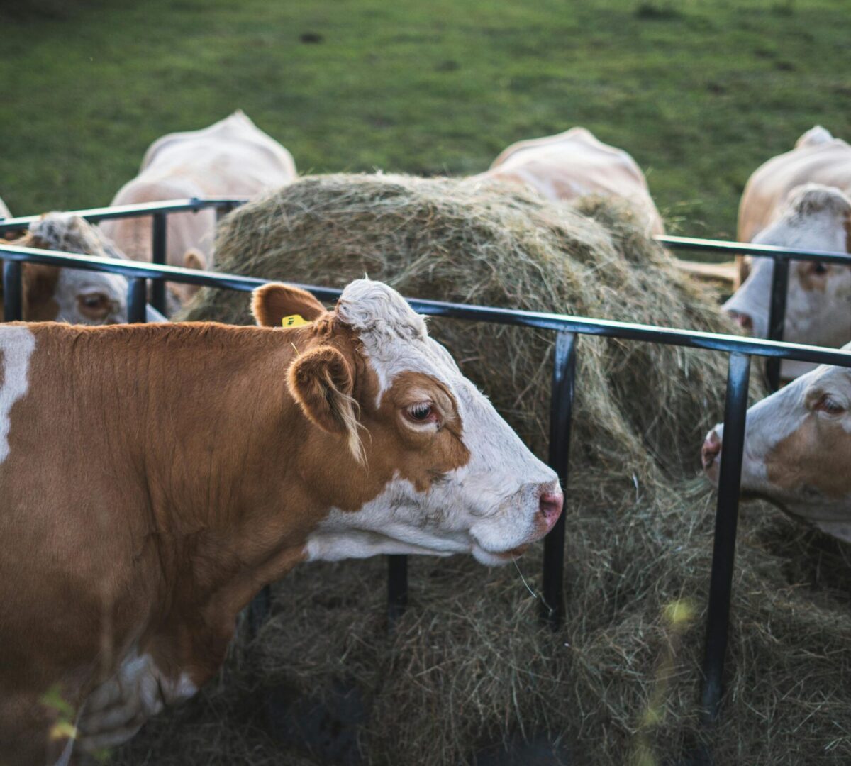 TAMS 3 Grants - LVP Renewables